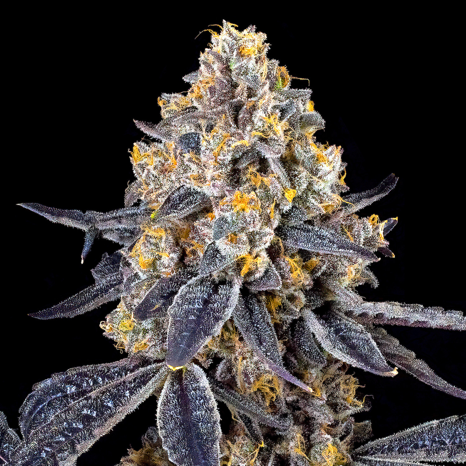 Maven Golden Ticket | undefined